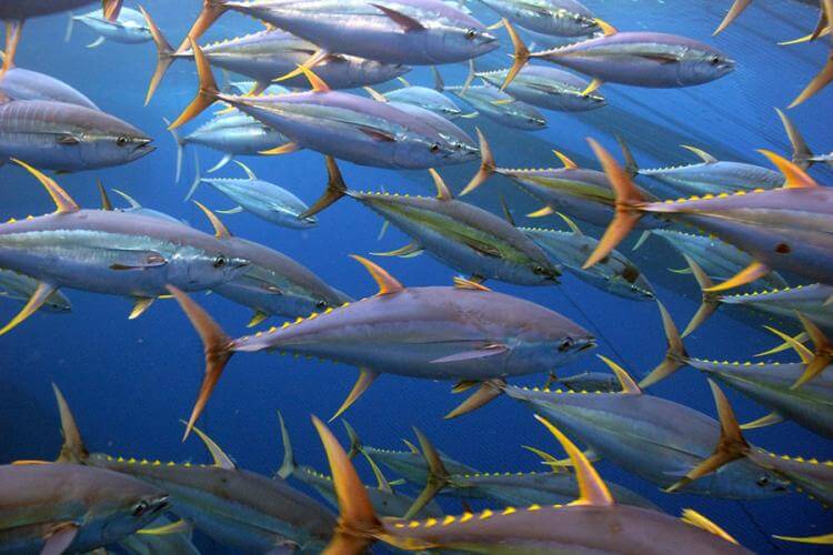Inshore and Midshore Tuna: Which Boats Work